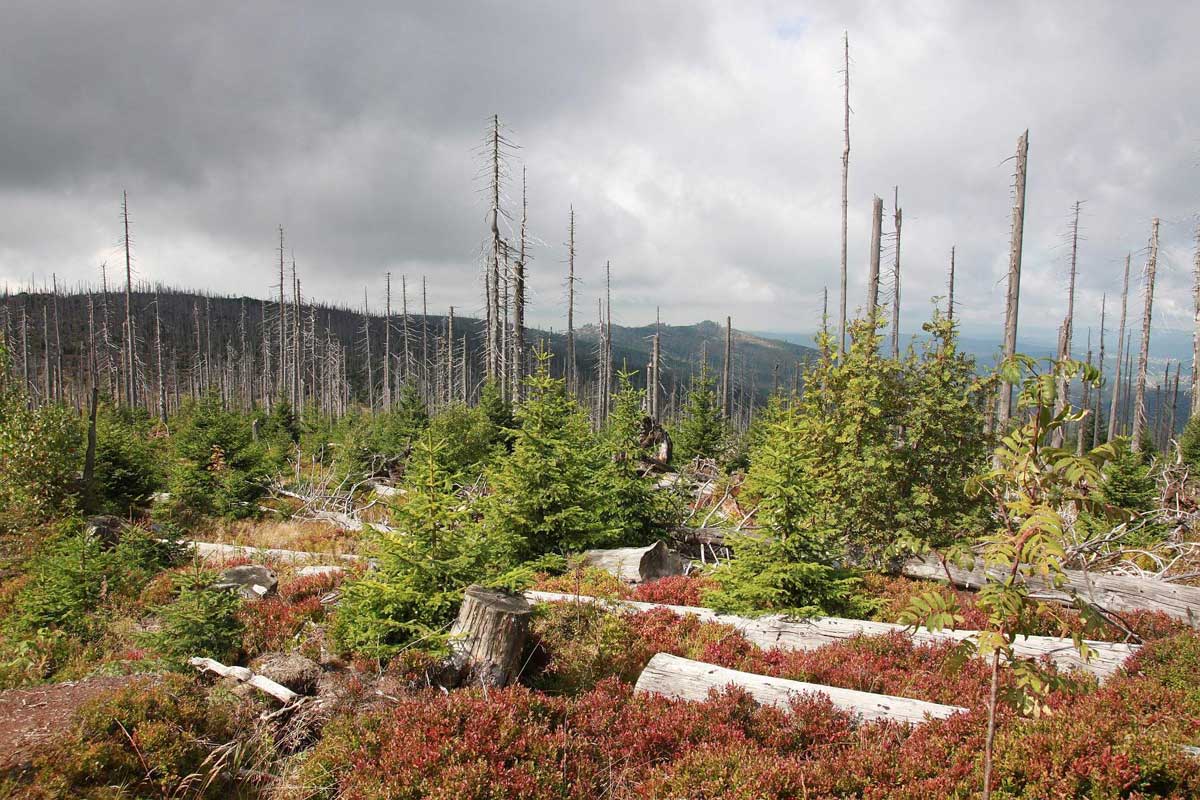 Šumavský prales | Průvodci divočinou